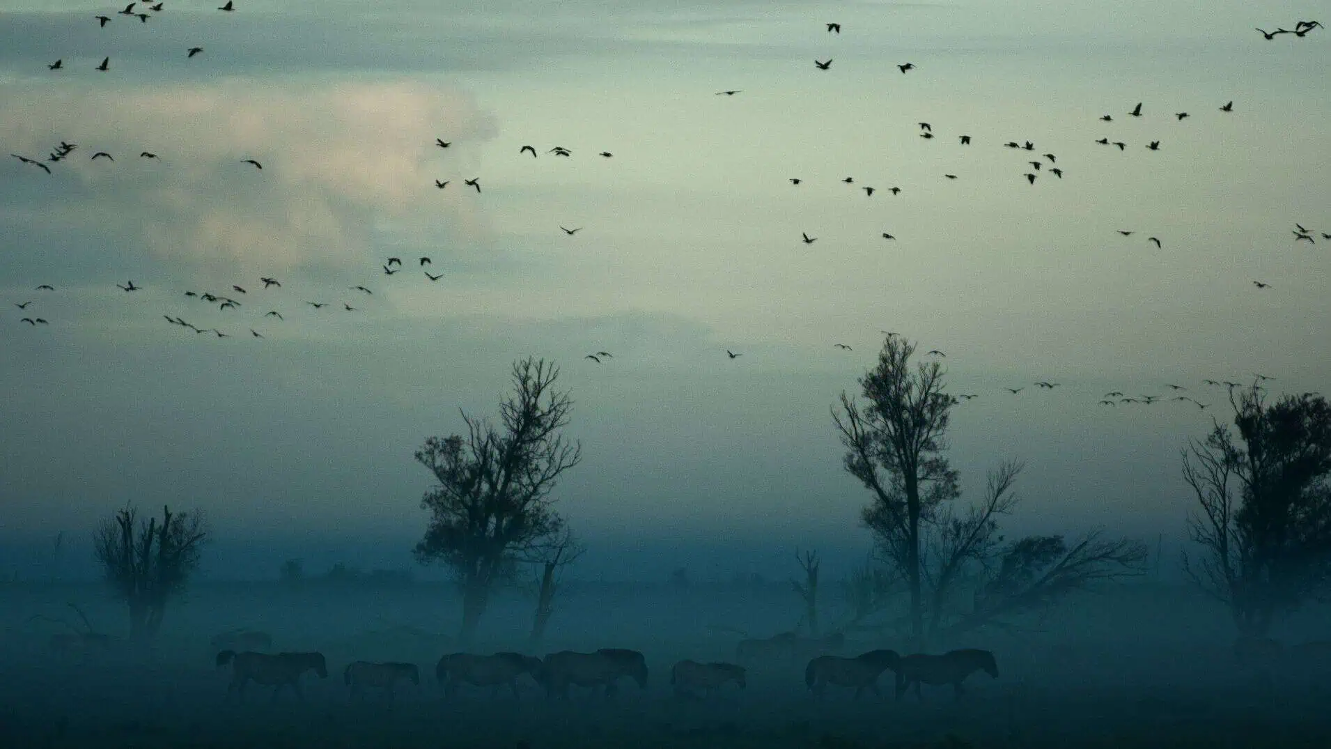 Rewilding Our World - Home